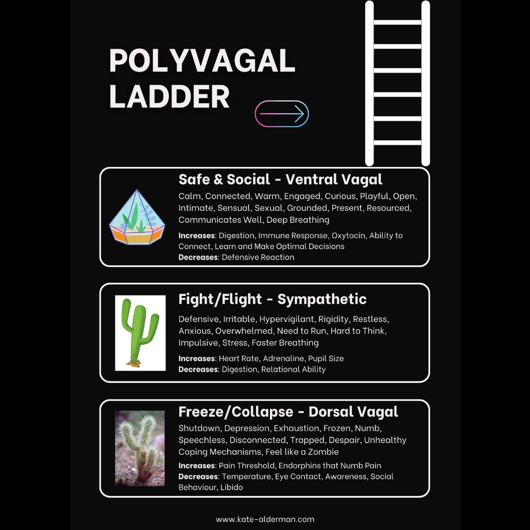 The Polyvagal Ladder: The Crucial Link Between Safety and Pleasure ...